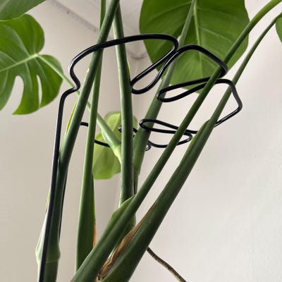 Monstera Shaped Plant Support Gold Coloured - Etsy