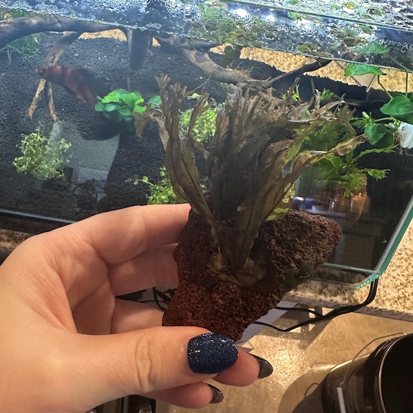 BUY2GET1FREE Java Moss, Bogor Moss Aquarium Plant Easy Aquarium Plant ...