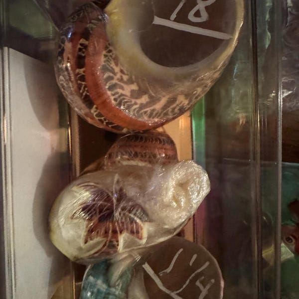 Turbo Shells Pack - Hermit Crab Shell Growth Pack - Etsy