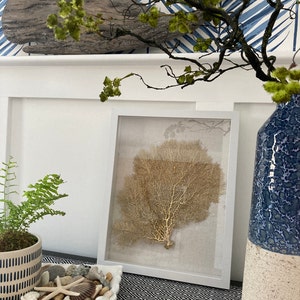 Set of 2 Framed Sea Fans Sea Fan Art Sea Fan Decor Sea | Etsy