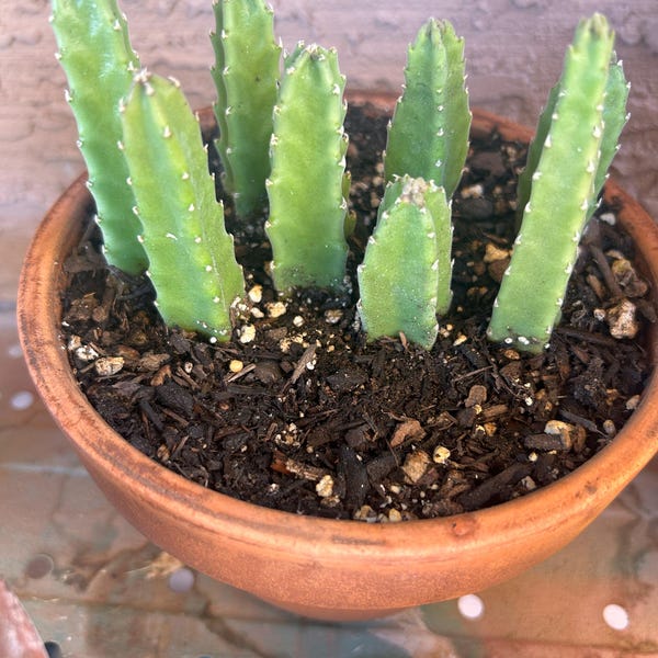 Starfish Cactus | 4 Inch | Carrion Flower | Stapelia Hirsuta | Rare ...