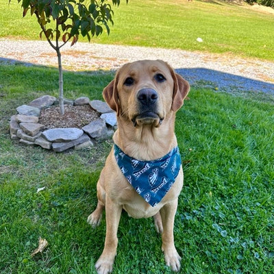 Small 9x12 Snuffle Mat Rooting Rug Canine Pet Dog Pig Rabbit - Etsy