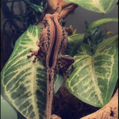 Plastic Moss Pads: Artificial Aquarium Plants Reptile Terrarium Plants ...