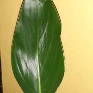 Rose 'fantastic at 60' Happy Birthday Rose Gift Wrapped With Huge Bow ...