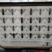 Native Bees of NSW Poster 4th Edition - Etsy Australia