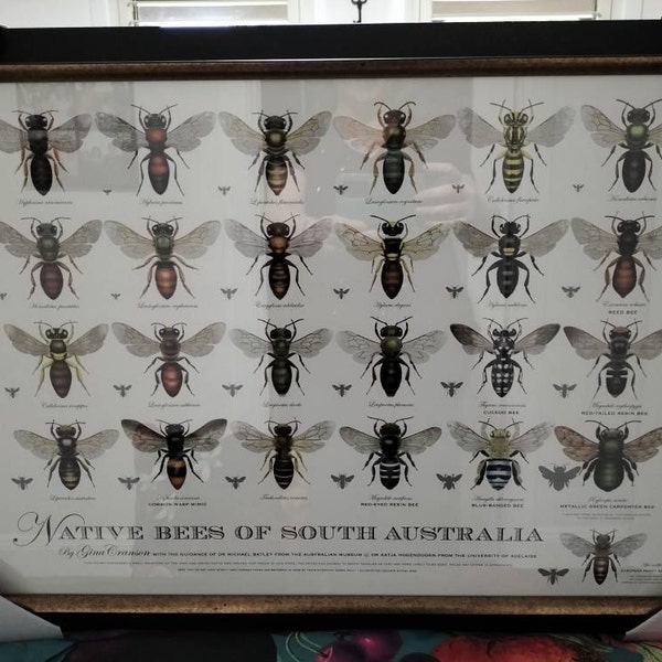 Native Bees of Queensland Poster (third Edition) - Etsy Australia