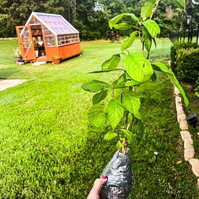 Anamu, Guinea Hen Weed,mucura , Garlic Guinea Weed, Petiveria Alliacea ...