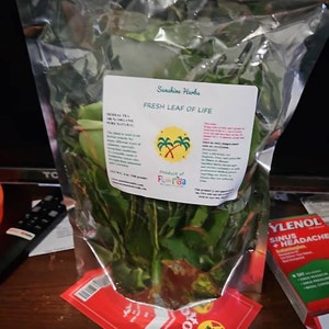 Jamaican Duck Flower Capsules Aristolochia Grandiflora Fresh Harvest ...