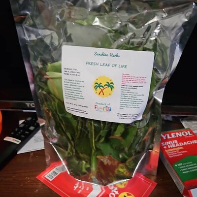 Jamaican Duck Flower Capsules Aristolochia Grandiflora Fresh Harvest ...