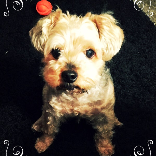 Yorkie Yorkshire Terrier Pin | Ross the New York Yorkie Hard Enamel Pin ...