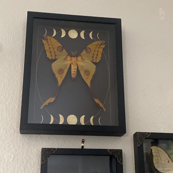 Real Framed Ghost Cicadas Blue White Cicada Collection Classic Black ...