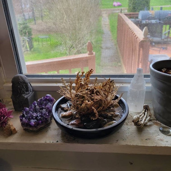 Plant of Resurrection, Rose of Jericho- Specialty Plants, Everlasting ...