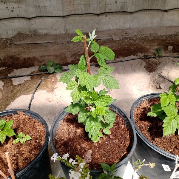 3 Raspberry Plants "heritage" Everbearing, Red(3 Large, 1 Year Old ...
