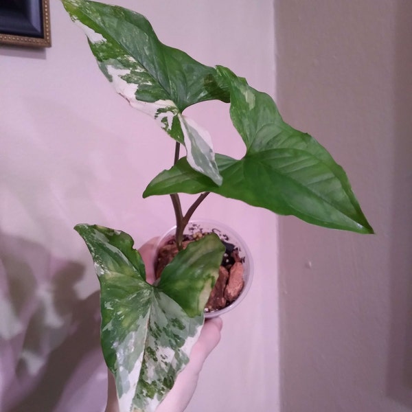 Philodendron Pink Princess 6" Potted Plant - Etsy