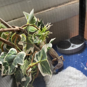 Leopard Gecko Moist Hide / Lay Box | Etsy