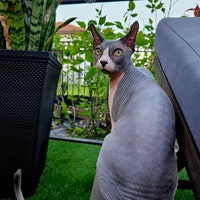 Kotomoda Shower Caps for Sphynx Cats and Small Pets 20pcs in a - Etsy