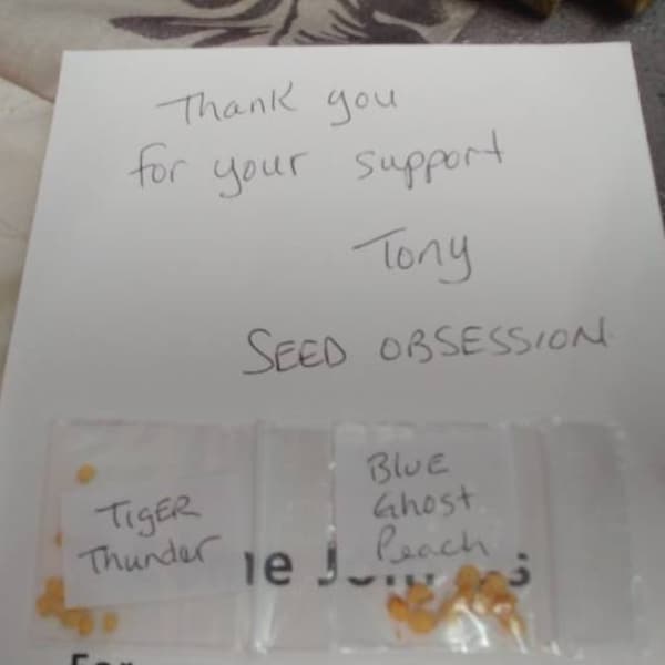 Tiger Thunder Pepper Seeds - Etsy