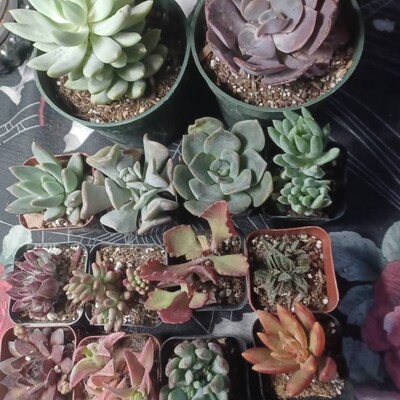 4 Pot of Variegated Christmas Cactus Schlumbergera Rare - Etsy