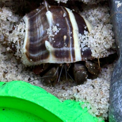 Conch Florida King Crown Conch Seashell Handpicked on Marco Island or ...