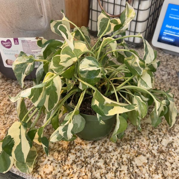 Rare Pothos Cuttings Mix Golden Pothos / Heart Leaf Philodendron ...