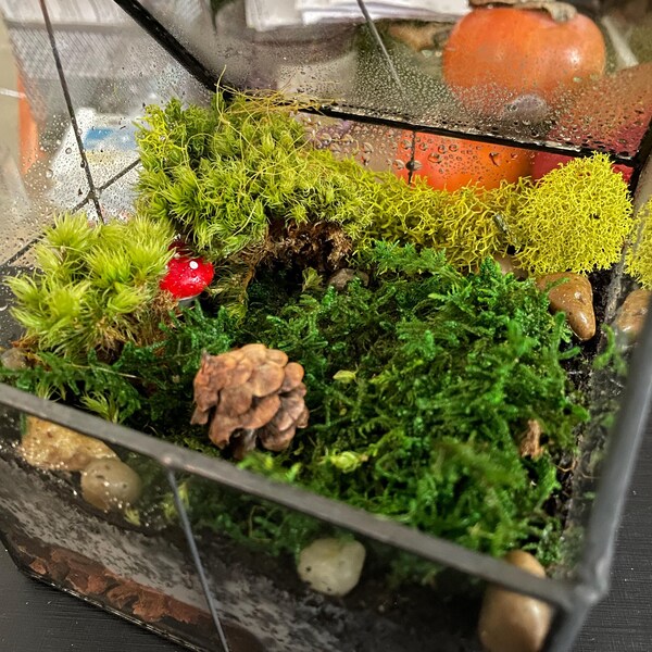 Watertight Curved Glass Terrarium With Grow Lamp for Tropical Bog ...