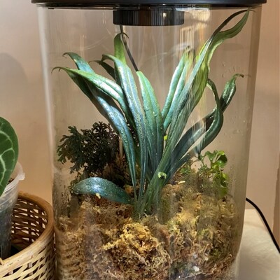 Bio Bottles Emerald Garden Mini Desktop Terrarium bubble Cup Set Wabi ...