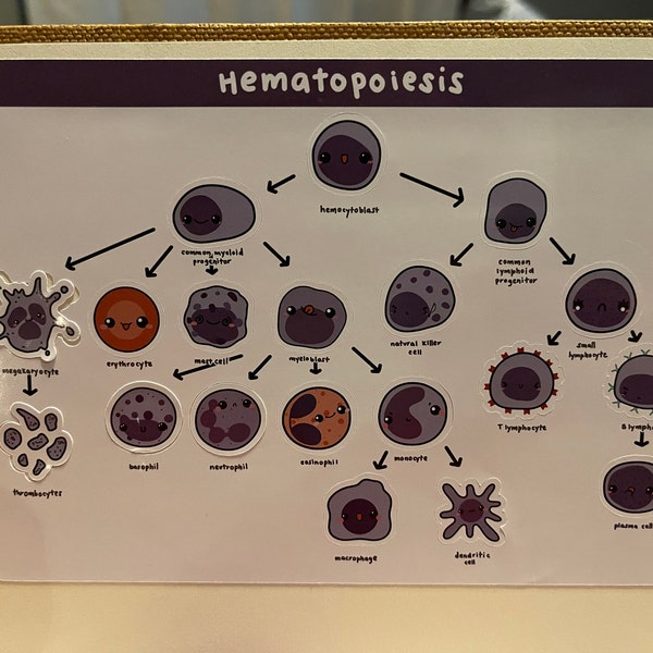 Cute Hematopoiesis Sticker Sheet ~ Blood Cells Immune Hematology ...