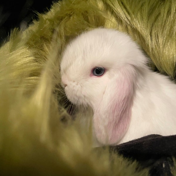 Luxury Small Pet Sling With Plush Faux Fur, Bunny Sling, Pet Travel ...