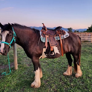 Wings Barrel Racing Saddle Set Western Show Leather Horse Tack - Etsy
