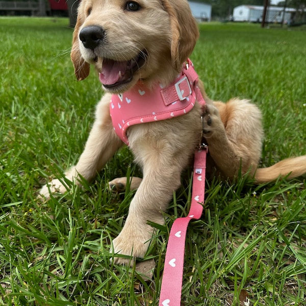 Dinosaur Harness, Collar & Leash 5 Piece Set for Dogs, Includes ...