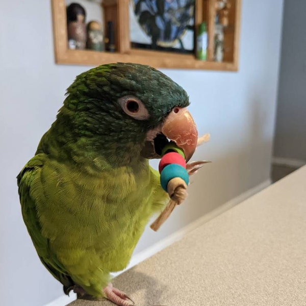 Conure Footies Jar of Foot Toys - Parrot Accessories, Bird Toys ...