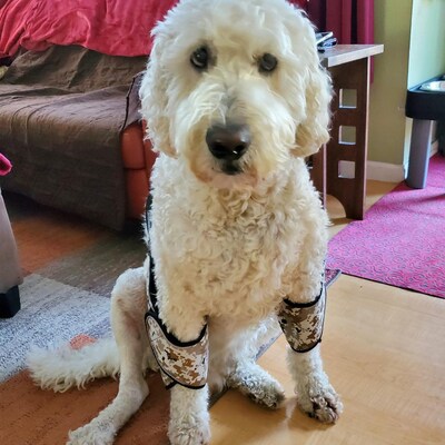 Adjustable K-9 Elbow Callus Pressure Sores Reflective Dog Elbow ...