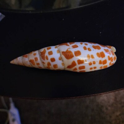 Dimensional Cowrie Seashell Minimalist Wall Art Abstract Framed 32x 10 ...