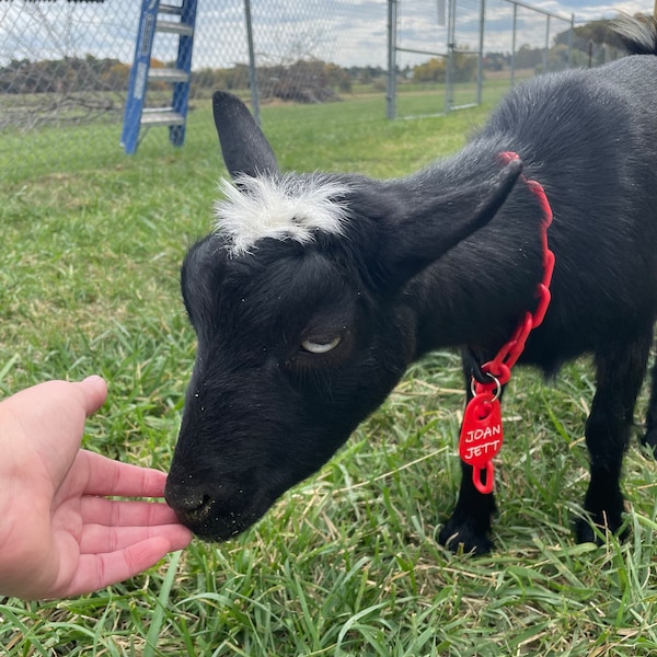 Custom Goat and Sheep Collar Tags - Etsy