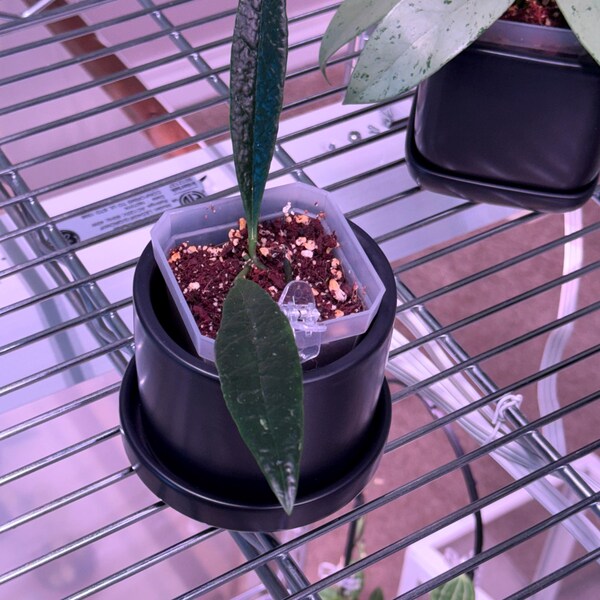 Hoya Lacunosa Silver. Silver Form From Lacunosa Leopard Skin. - Etsy Canada