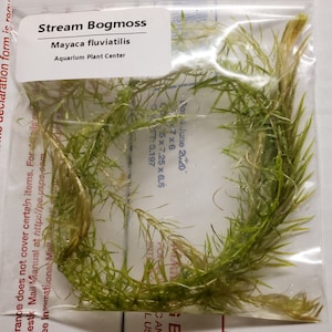 Lesser Creeping Rush, Juncus Repens, Live Aquarium/aquatic/background ...