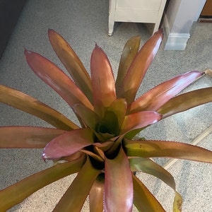 Bromeliad Vriesea Red Chestnut 6 Pot | Etsy