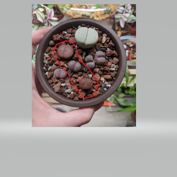 Plant -1-dinterops（ D.vanzylii × “fred's Redhead”） - Etsy