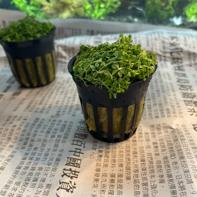 Dwarf Baby Tears Pot hemianthus Callitrichoides BUY3GET1FREE - Etsy