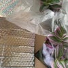 Calathea Plant Maranta Lemon Lime Live Calathea Prayer Plants ...