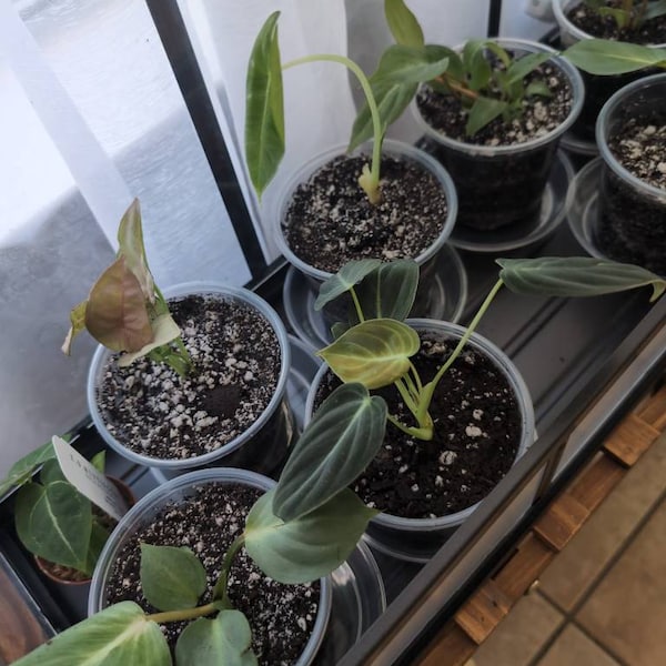 Philodendron White Princess 2 Starter Plant ALL STARTER PLANTS Require ...