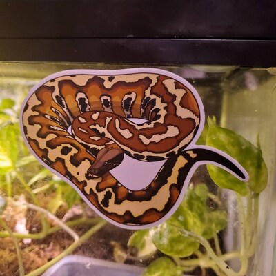 MULTIPLE MORPHS Ball Python Sticker Normal Piebald Banana Albino Clown ...