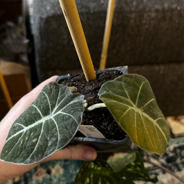 3 Musa poquito Banana Tree/ Banana Tree in 4 Inch Cups one Plant per ...