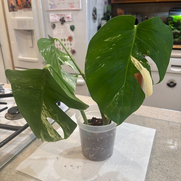 Philodendron Fire Princess Rooted in Soil, Actively Growing - Etsy