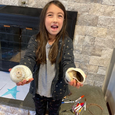 COLORFUL FLORIDA SEASHELL Mix, 30 Piece Variety Shell Pack for Gifts ...