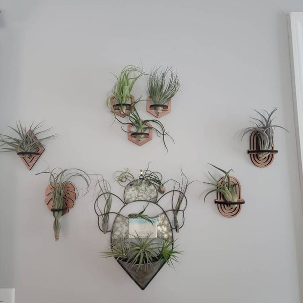Wall Air Plant Holder Display (hanging) - Air Plant Hanger - Hexagon ...