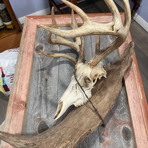 Custom European Mount Plaque With Picture Frame - Etsy