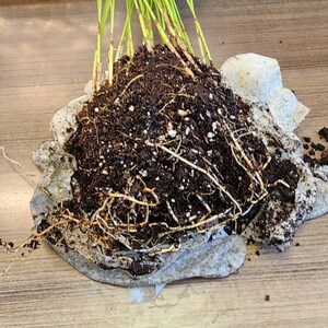 Corypha Umbraculifera , Talipot Palm , Exotic. Extremely Rare, Large ...