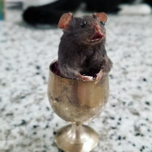 Groundhog Woodchuck Bones Full Skeletons Juvenile Adult Sold - Etsy