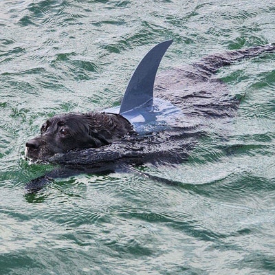 LARGE Shark Fin for Your Dog. Shark Fin Costume for Your Dog. They're ...
